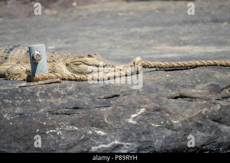 Freshwater crocodile Katherine gorge Australia Stock Photo - Alamy