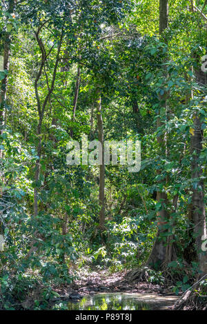 Monsoon forest and stream at Howard Springs Nature Park, Darwin ...