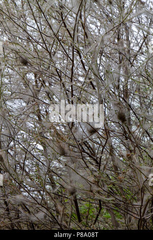 The caterpillars of the Bird-Cherry Ermine Moth (Latin: Yponomeuta ...