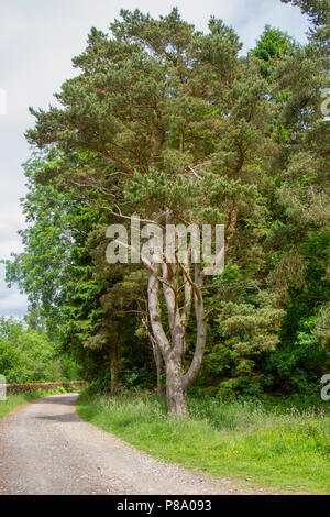 Castle Carrock Reservoir, Cumbria Stock Photo - Alamy