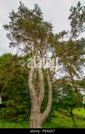 LARGE OLD SCOTS PINE TREE Pinus sylvestris IN SCOTLAND Stock Photo - Alamy