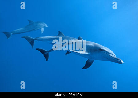Indo-Pacific bottlenose dolphin, Tursiops aduncus, Yellow Fish Reef ...