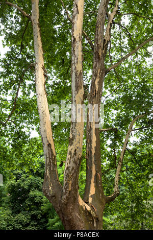 Germany, Cologne, plane tree (platanus) in the Roemerpark, peeling bark ...