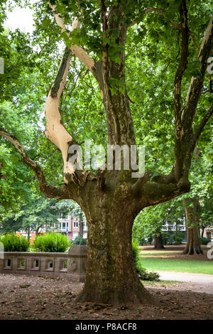 Germany, Cologne, plane tree (platanus) in the Roemerpark, peeling bark ...