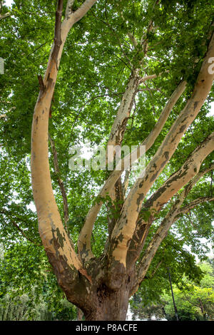 Germany, Cologne, plane tree (platanus) in the Roemerpark, peeling bark ...