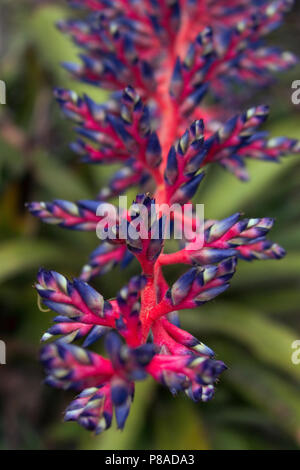 Beautiful pink bromeliad flower growing in the sunny meadow Stock Photo ...