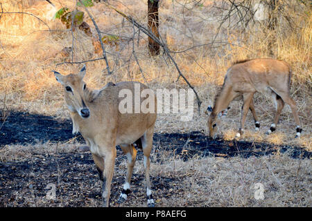 Female blue bull in gir national park Stock Photo - Alamy