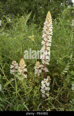 Flowering bean broomrape (Orobanche crenata), parasitic on peas ...