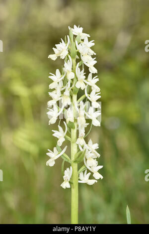 Flowering Roman orchids (Dactylorhiza romana), in natural habitat on ...