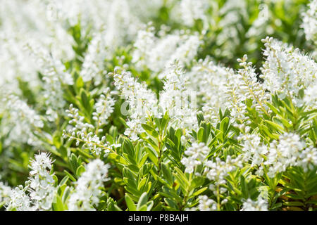 Hebe rakaiensis, white flowers, evergreen garden plant, shrub hebes ...