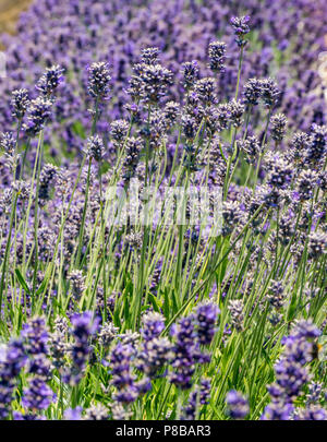 lavender flowers in the garden Stock Photo - Alamy