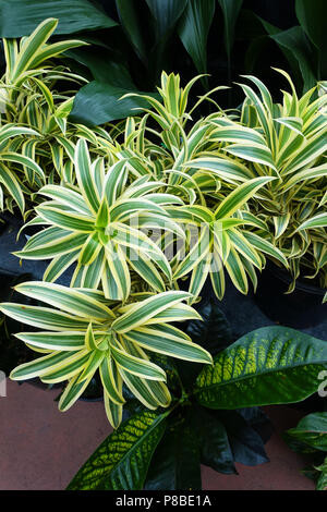 Pleomele reflexa or known as Song of India Pleomele reflexa or known as ...