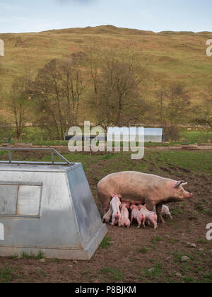Pig Arks For Outdoor Pigs Stock Photo - Alamy