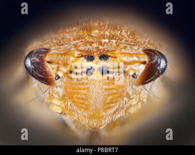 Green Nettle Weevil, Phyllobius pomaceus Gyllenhal, high macro view of ...