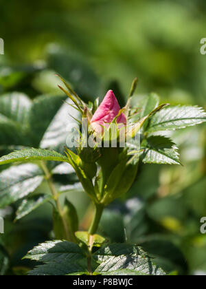 The wild rose of Scotland, or eglantine, in the foreground of Scott's ...