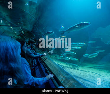 Deep Sea World, North Queensferry, Edinburgh, Scotland. Underwater ...