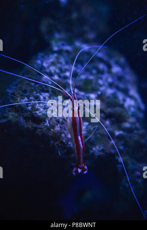 Deep Sea World, North Queensferry, Edinburgh, Scotland. Underwater ...