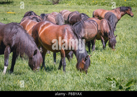 Hucul Pony, Carpathian Pony, Huzul. Herd galopping on a snowy meadow ...