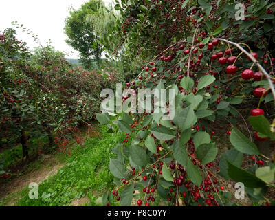 Panorama of the power line against the background of the morning cloudy ...