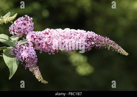 A buddleia butterfly bush growing in a brick wall Stock Photo - Alamy