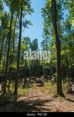 Bright summer green treetops growing against the clear blue sky Stock ...