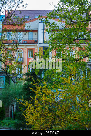 Panoramic view of the tree's branches with fresh young foliage Stock ...
