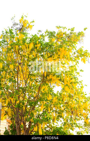 Beautyful yellow Flower of Golden Shower or Cassia Fistula. National tree of Thailand Stock ...
