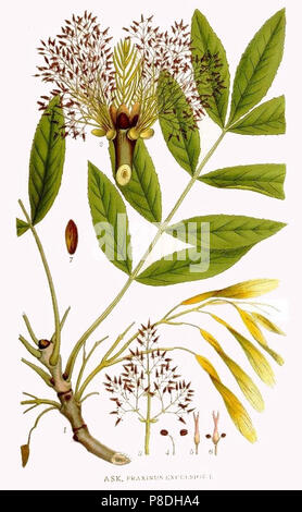 74 Fraxinus excelsior Stock Photo - Alamy