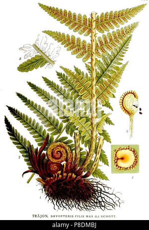 501 Dryopteris filix mas Stock Photo - Alamy