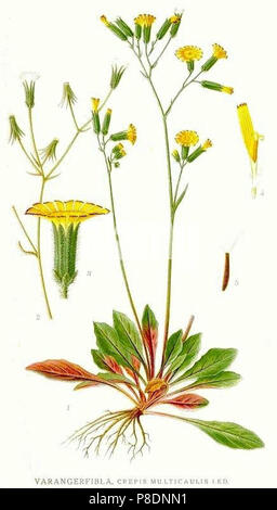 552 Crepis multicaulis Stock Photo - Alamy