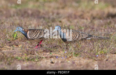 A Pair of Bar Shouldered Doves Geopelia humeralis Stock Photo - Alamy