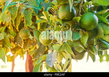 Unripe grapefruits hanging on branch amidst green leaves of green tree ...
