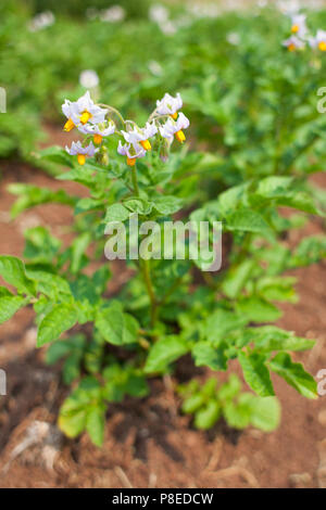 Potato flowers blossom in sunlight grow in plant. White blooming potato ...