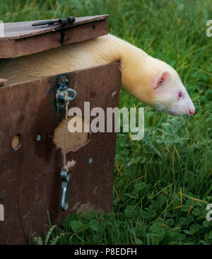 White or albino ferret climbing out of the box used for transporting ...