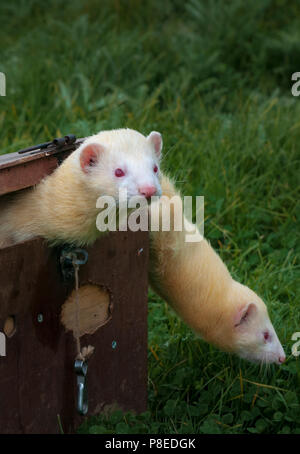 White or albino ferret climbing out of the box used for transporting ...
