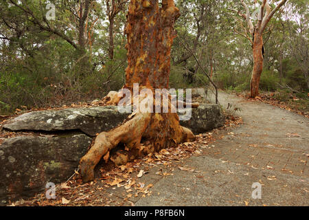 Tree roots growing over a rock Stock Photo - Alamy