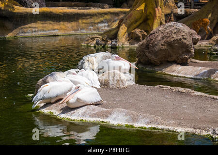 Pelicans (Pelecanus onocrotalus) are a genus of large water birds that ...