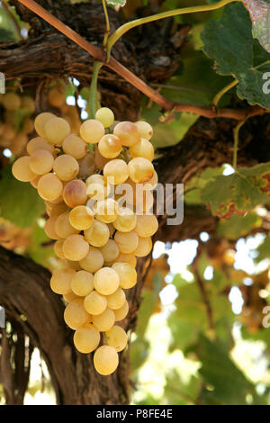 Golden Muscat grapes hanging on vine late in season. Early stages of ...