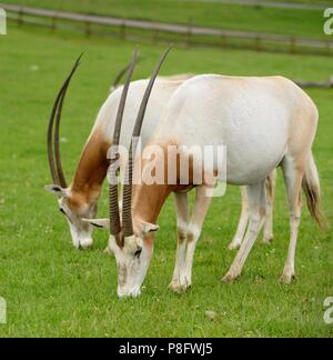 Scimitar-horned Oryx (Oryx dammah) pair, native to North Africa ...