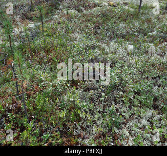 Blueberry glade in tundra Stock Photo - Alamy