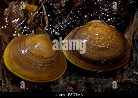 Swan Mussel (Anodonta cygnea) adult, extending foot, South Yorkshire ...