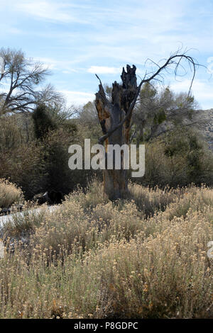 A dry dead tree trunk near the river Stock Photo - Alamy