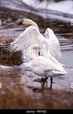 Two swans one is standing second one winds wings Stock Photo - Alamy
