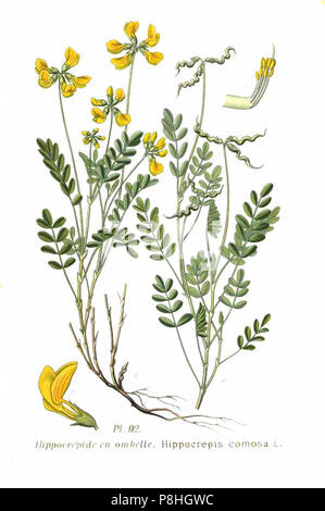 92 Hippocrepis comosa L Stock Photo - Alamy