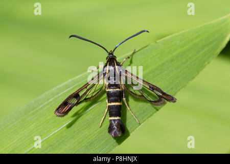 Currant Clearwing, Synanthedon tipuliformis, England, UK Stock Photo ...