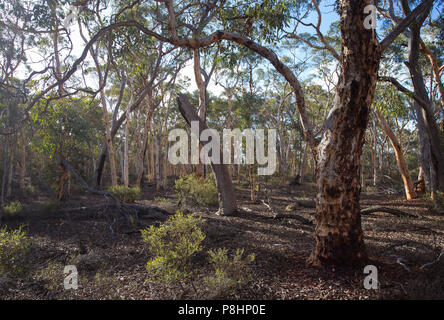 Wandoo woodland (Eucalyptus wandoo) in Dryandra State Forest, Western ...