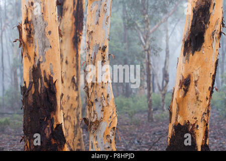 Wandoo woodland (Eucalyptus wandoo) in Dryandra State Forest, Western ...
