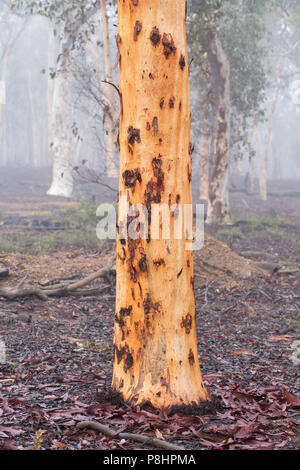 Wandoo eucalyptus tree (Eucalyptus wandoo) in Dryandra State Forest ...