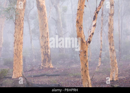Wandoo woodland (Eucalyptus wandoo) in Dryandra State Forest, Western ...