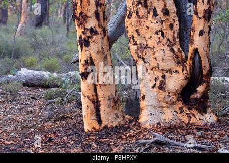 Wandoo woodland (Eucalyptus wandoo) in Dryandra State Forest, Western ...